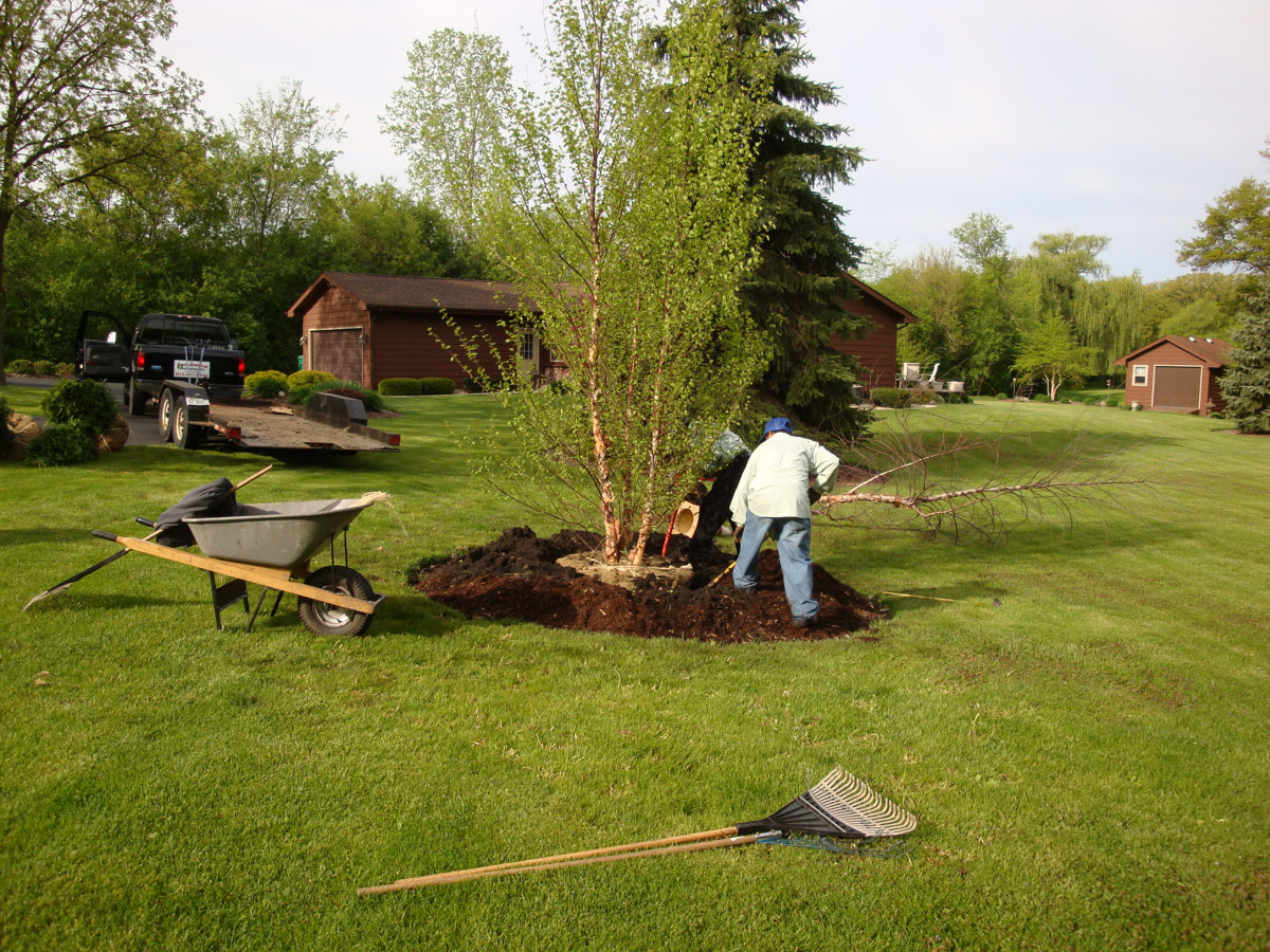 Tree Care | Clean Cut Landscaping and Lawn | Clean Cut Boone